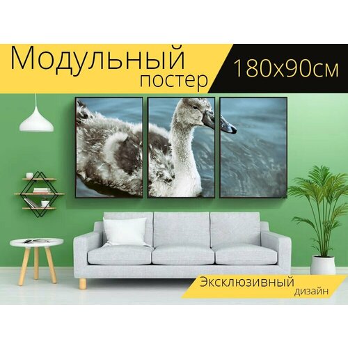 Модульный постер "Лебедь, молодой, детеныш" 180 x 90 см. для интерьера