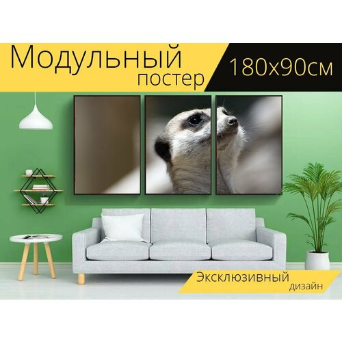 Модульный постер "Животное, сурикат, млекопитающее" 180 x 90 см. для интерьера