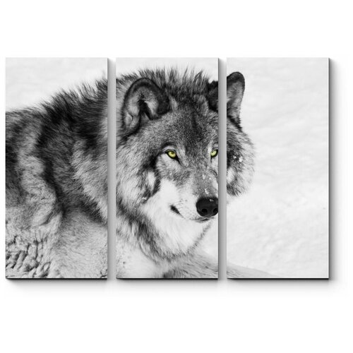 Модульная картина Черно-белый портрет волка 70x50
