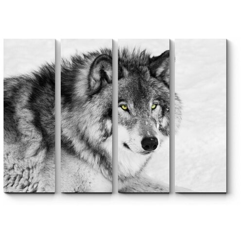Модульная картина Черно-белый портрет волка 60x45