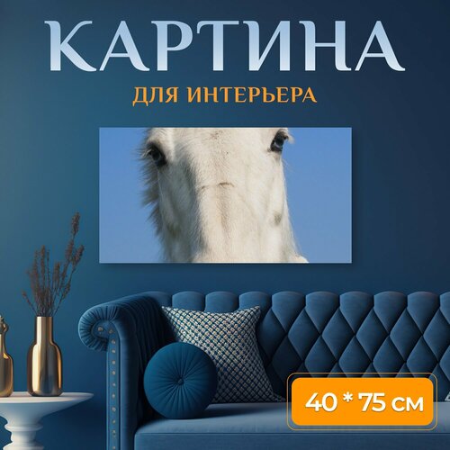 Картина на холсте "Лошадь, пони, животное" на подрамнике 75х40 см. для интерьера