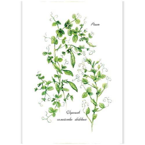 Постер интерьерный ботанический "Душистый горошек" 30х41 см. Постер для кухни, декор для стены, серия "Ароматные травы"