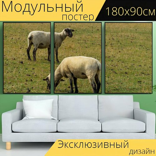 Модульный постер "Животное, овец, природа" 180 x 90 см. для интерьера
