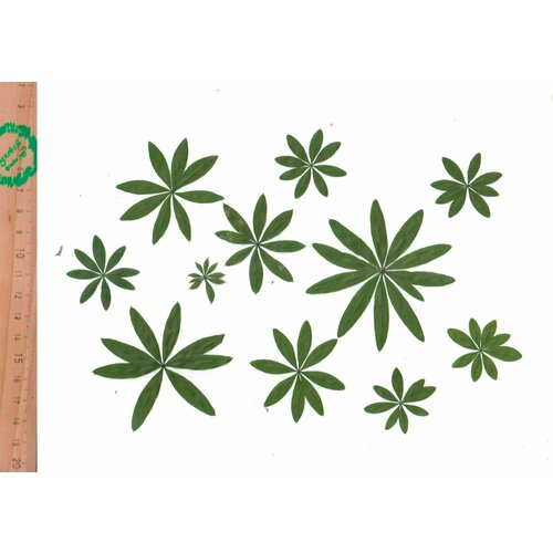 Плоские сухоцветы - Листья Подмаренника для заливки смолой и рукоделия, 15 шт