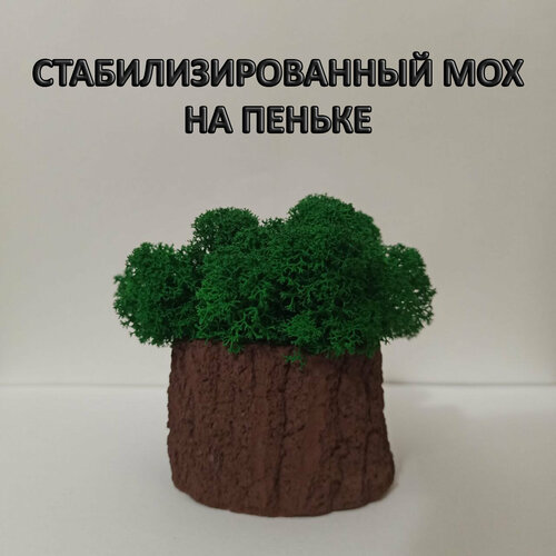 Стабилизированный мох на пеньке