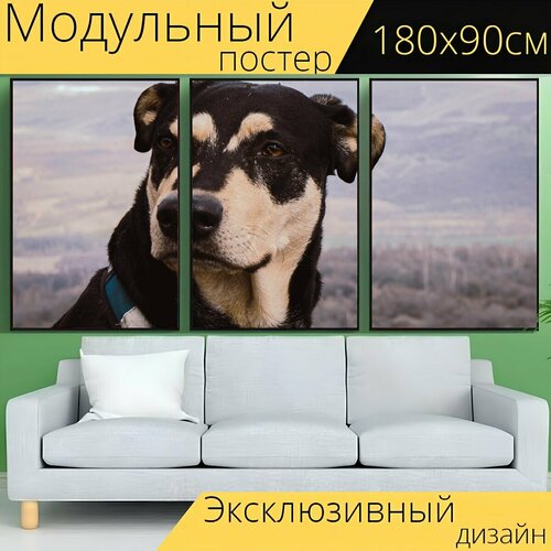 Модульный постер "Собака, животное, " 180 x 90 см. для интерьера