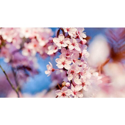 Картина на холсте 60x110 Альянс Лес "Cherry Blossoms макро весна" на подрамнике / интерьер/ декор