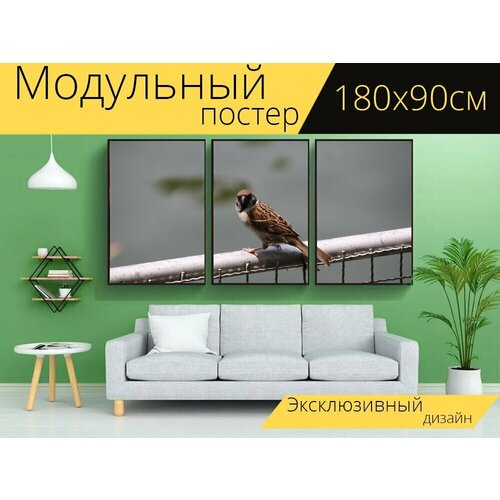 Модульный постер "Воробей, птица, сидя" 180 x 90 см. для интерьера