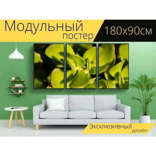Модульный постер "Нефритовое растение, крассула яйцевидная, сочный" 180 x 90 см. для интерьера