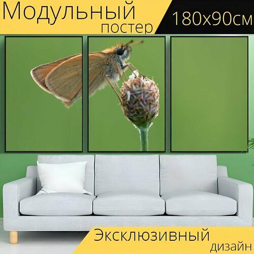 Модульный постер "Шкипер, бабочка, макрос" 180 x 90 см. для интерьера