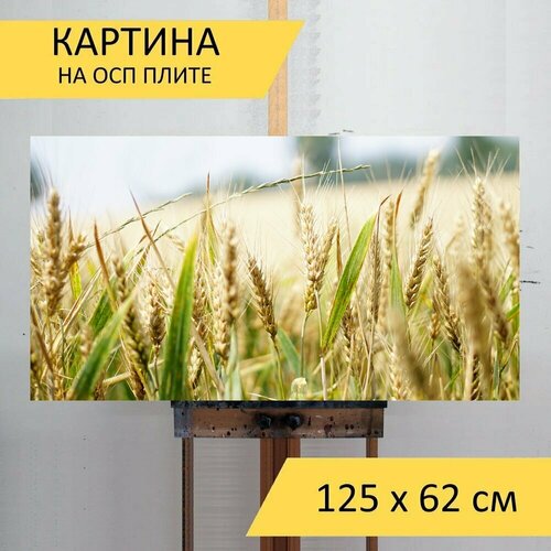 Картина на ОСП 125х62 см. "Пшеница, пшеничное поле, кукурузное поле" горизонтальная, для интерьера, с креплениями