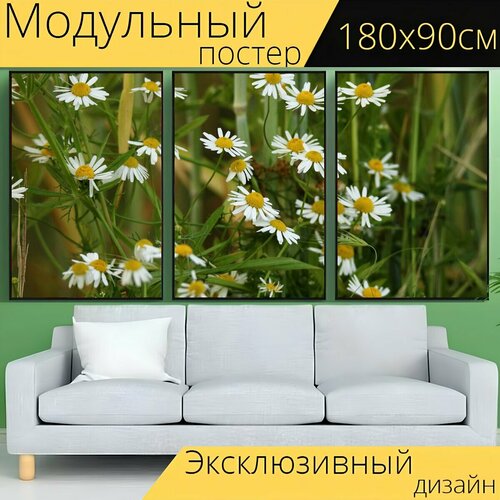 Модульный постер "Ромашка, цветы ромашки, лекарственная трава" 180 x 90 см. для интерьера