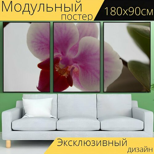 Модульный постер "Орхидея, цветок, розовый" 180 x 90 см. для интерьера