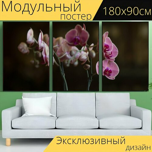 Модульный постер "Орхидеи, завод, цветок" 180 x 90 см. для интерьера