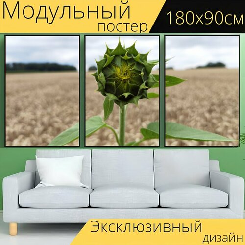 Модульный постер "Подсолнечник, кукурузное поле, цветок" 180 x 90 см. для интерьера