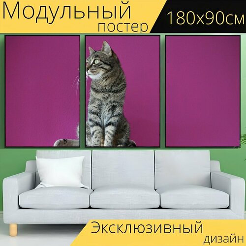 Модульный постер "Кот, похмелье, животные" 180 x 90 см. для интерьера