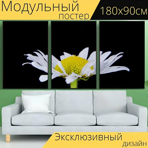 Модульный постер "Плетеные растения, маргарита, ромашки ромашки" 180 x 90 см. для интерьера