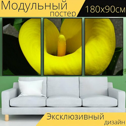 Модульный постер "Калла, цветок, желтый" 180 x 90 см. для интерьера