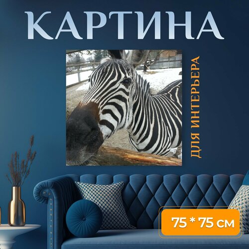 Картина на холсте "Зебра, зоопарк, животное" на подрамнике 75х75 см. для интерьера