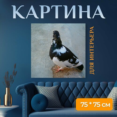 Картина на холсте "Птица, голубь, животное" на подрамнике 75х75 см. для интерьера