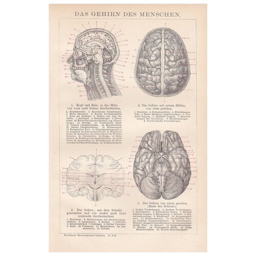 Плакат, постер на холсте анатомия головного мозга/человека/анатомия/иллюстрация. Размер 60 х 84 см
