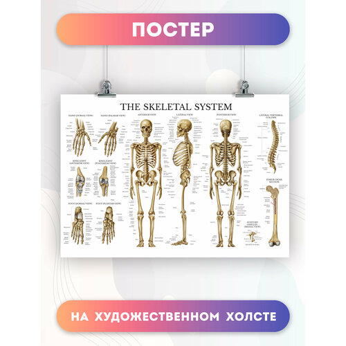 Обучающий постер Анатомия человека, скелет (2) 50х70 см