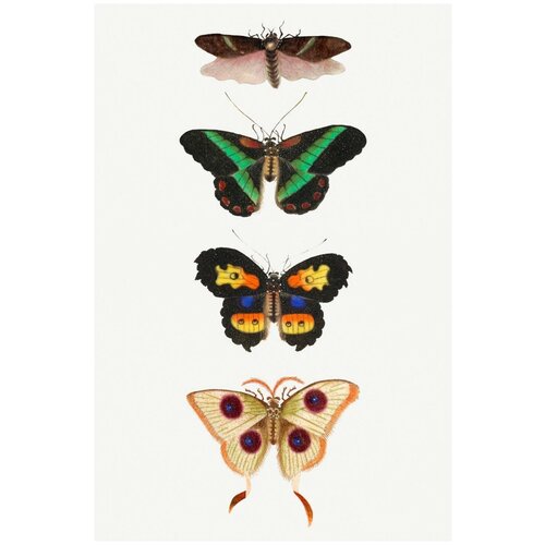 Постер / Плакат / Картина Бабочки - Завораживающие бабочки 50х70 см в подарочном тубусе
