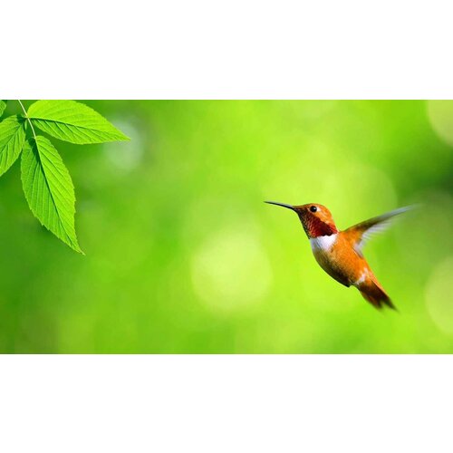 Картина на холсте 60x110 LinxOne "Зелень листок колибри полет птица" интерьерная для дома / на стену / на кухню / с подрамником