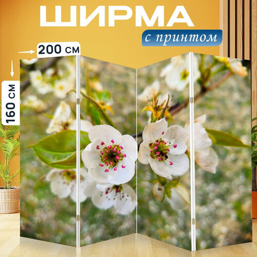 Ширма перегородка с принтом "Груша, природа, цветок" на холсте - 200x160 см. для зонирования, раскладная