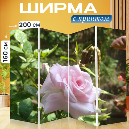 Ширма перегородка с принтом "Китайская роза, цветок, в полном цветении" на холсте - 200x160 см. для зонирования, раскладная