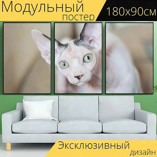 Модульный постер "Кот, сфинкс, портрет" 180 x 90 см. для интерьера