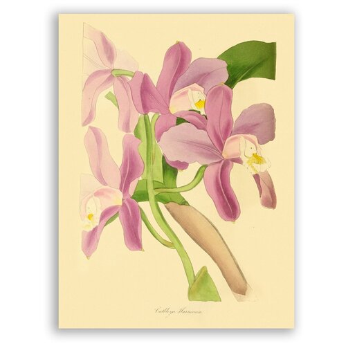 Гравюра Постер на бумаге / Cattleya Harrisoniae