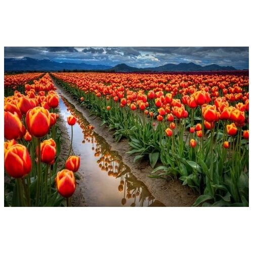 Постер Тюльпаны (Tulips) №5 76см. x 50см.