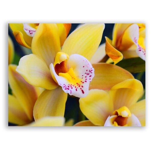 Постер цветы на бумаге / Orchid / Орхидеи