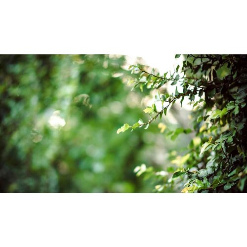 Картина на холсте 60x110 LinxOne "Листья зеленые ветки куст" интерьерная для дома / на стену / на кухню / с подрамником