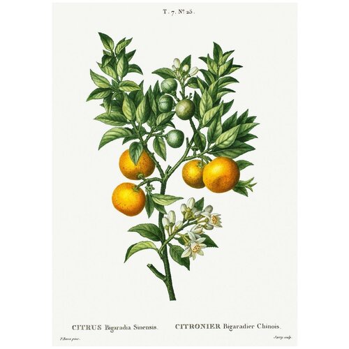 Постер / Плакат / Картина Фрукты - Ветка апельсинового дерева 60х90 см в подарочном тубусе