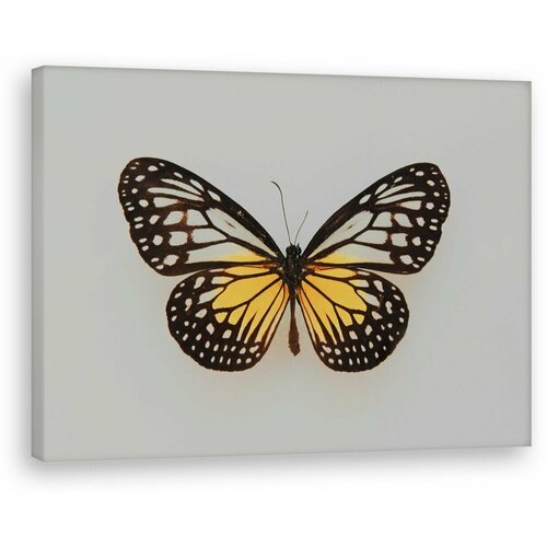Картина на холсте Бабочки 60х80