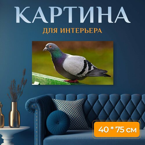 Картина на холсте "Птица, голубь, перья" на подрамнике 75х40 см. для интерьера