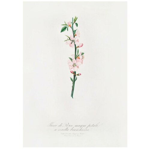 Постер / Плакат / Картина Дикие цветы - Цветок персика 50x70 см в раме