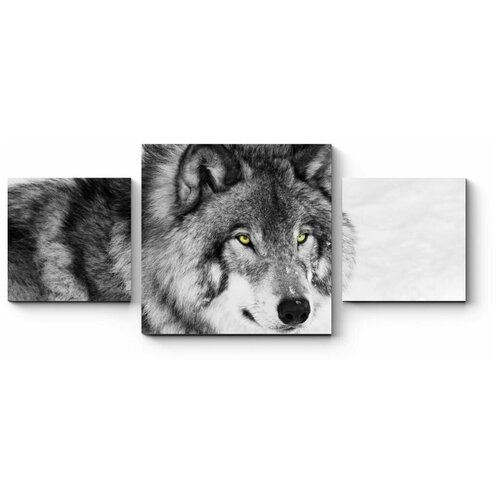 Модульная картина Черно-белый портрет волка 90x39