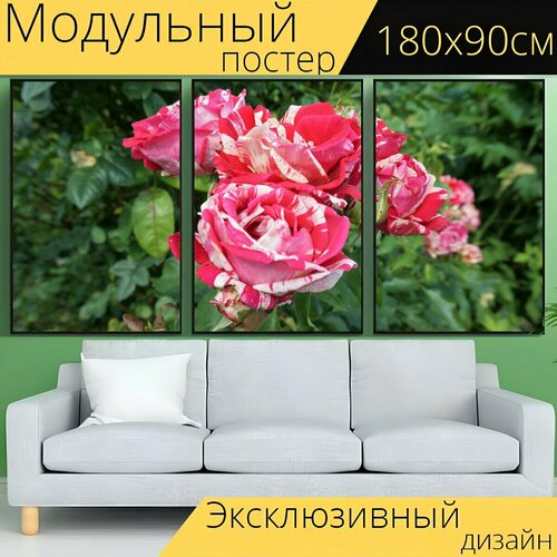 Модульный постер "Красивые, розовый, розы" 180 x 90 см. для интерьера