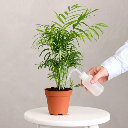 Хамедорея, растение живое в горшке техническом, 35-40 см