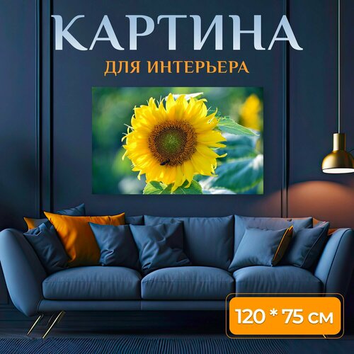 Картина на холсте "Подсолнечник, цветок, лепестки" на подрамнике 120х75 см. для интерьера