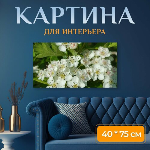 Картина на холсте "Цвести, белый, белый цветок" на подрамнике 75х40 см. для интерьера