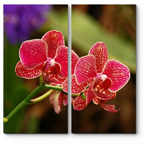 Модульная картина Невероятно красивая тропическая орхидея 110x110