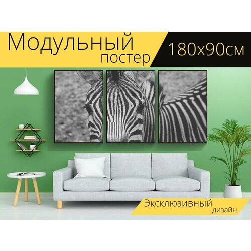 Модульный постер "Зебра, плену, чернобелый" 180 x 90 см. для интерьера
