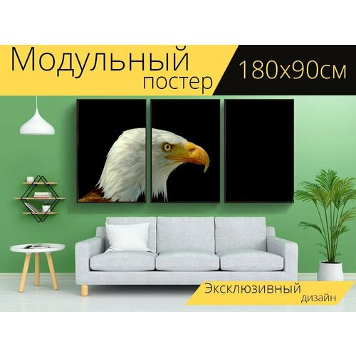 Модульный постер "Птица, орел, белоголовый орлан" 180 x 90 см. для интерьера