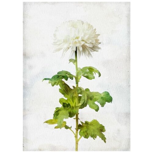 Постер на холсте Белый цветок (White flower) №4 40см. x 56см.