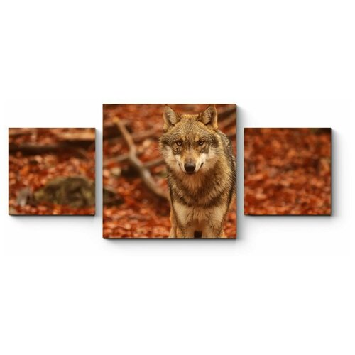 Модульная картина Волк в осеннем лесу 120x51