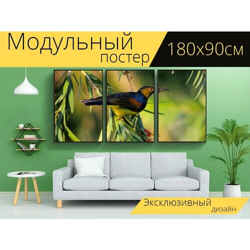 Модульный постер "Простой вылетом нектарница, дикий, птица" 180 x 90 см. для интерьера